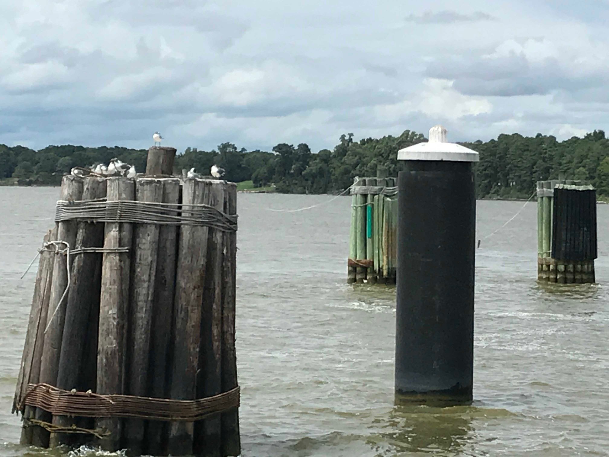 The Secret Behind Dolphins and Worms | Creative Composites Group